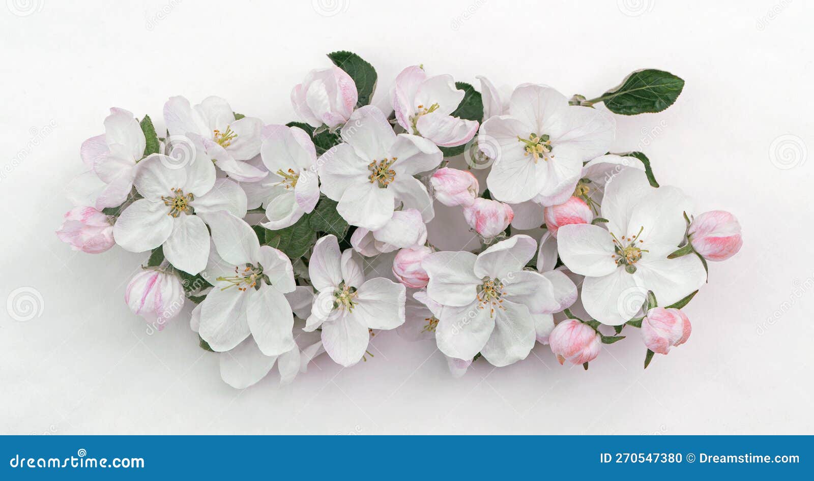 Cute Graceful Fragile Delicate Spring Apple Flowers Stock Photo - Image ...