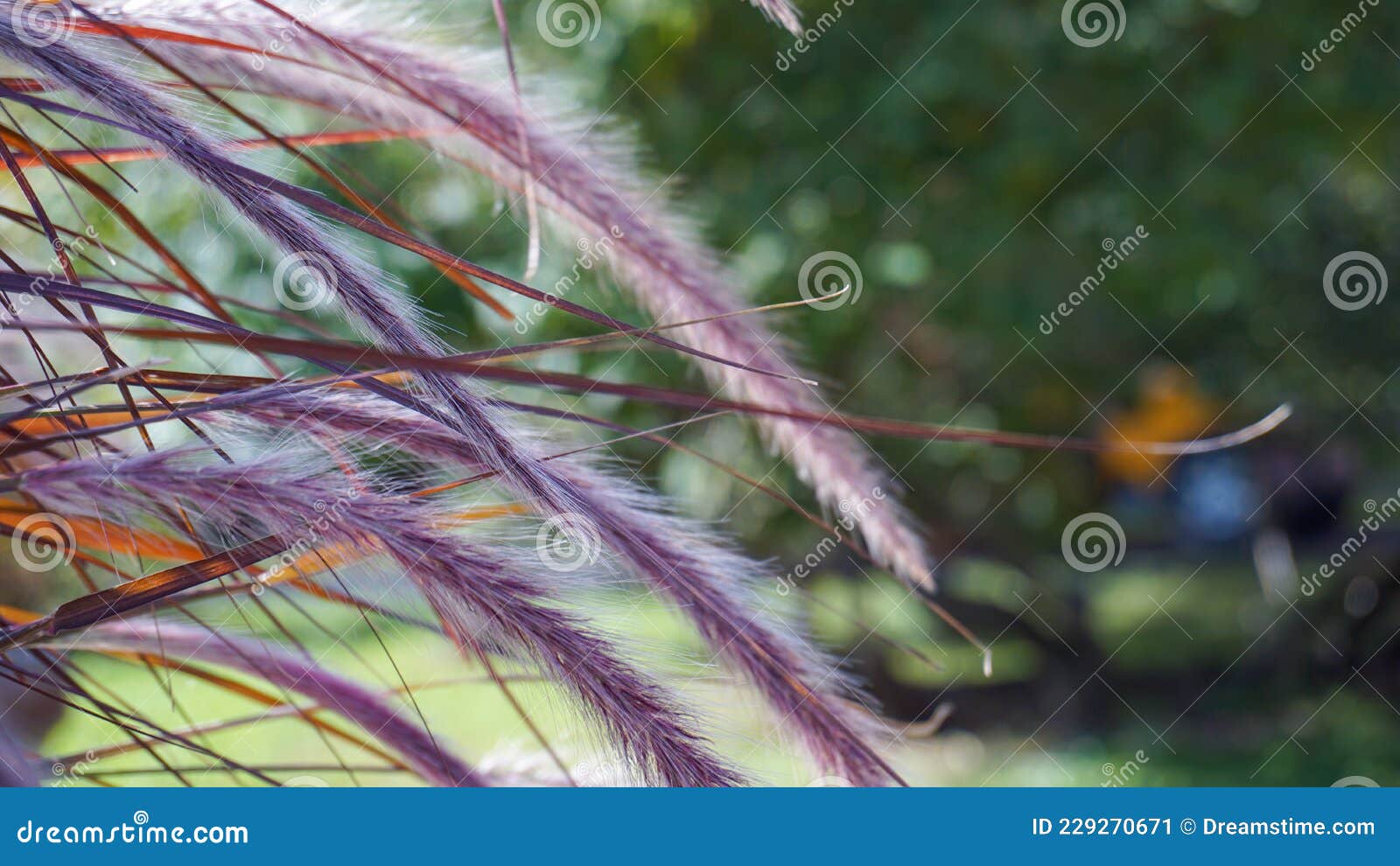 Big Cute Grass Field Royalty-Free Stock Image | CartoonDealer.com ...