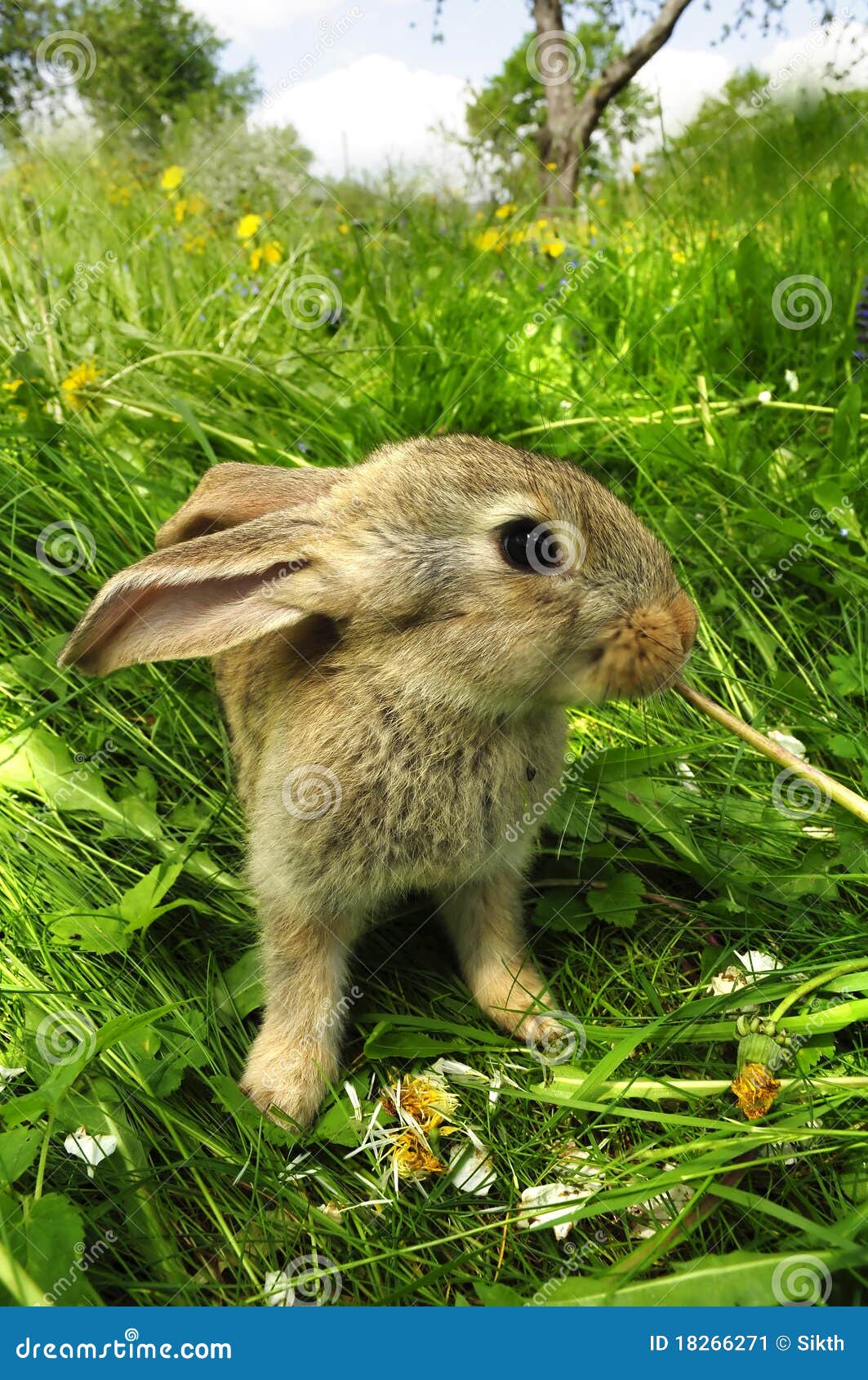 Cute Gray Baby Rabbit stock image. Image of domesticated - 18266271