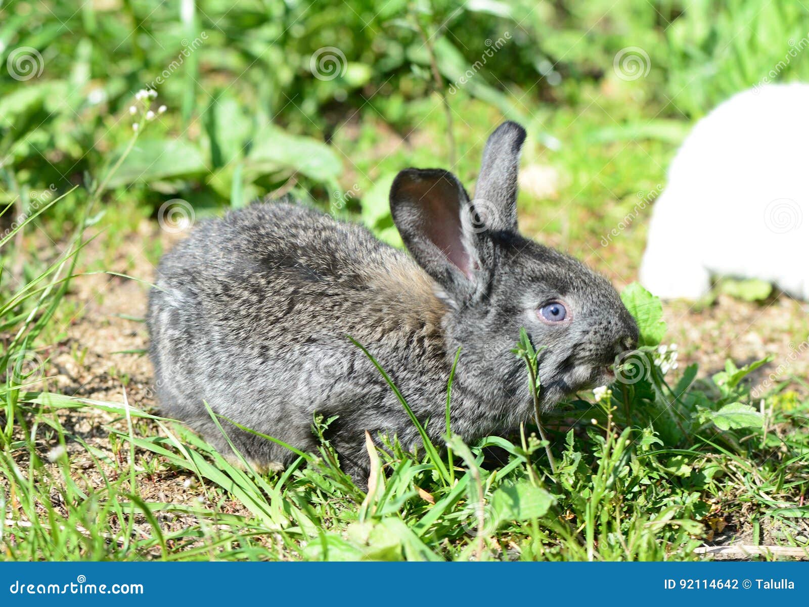 Cute Gray Baby Rabbit on the Grass Stock Photo - Image of background ...