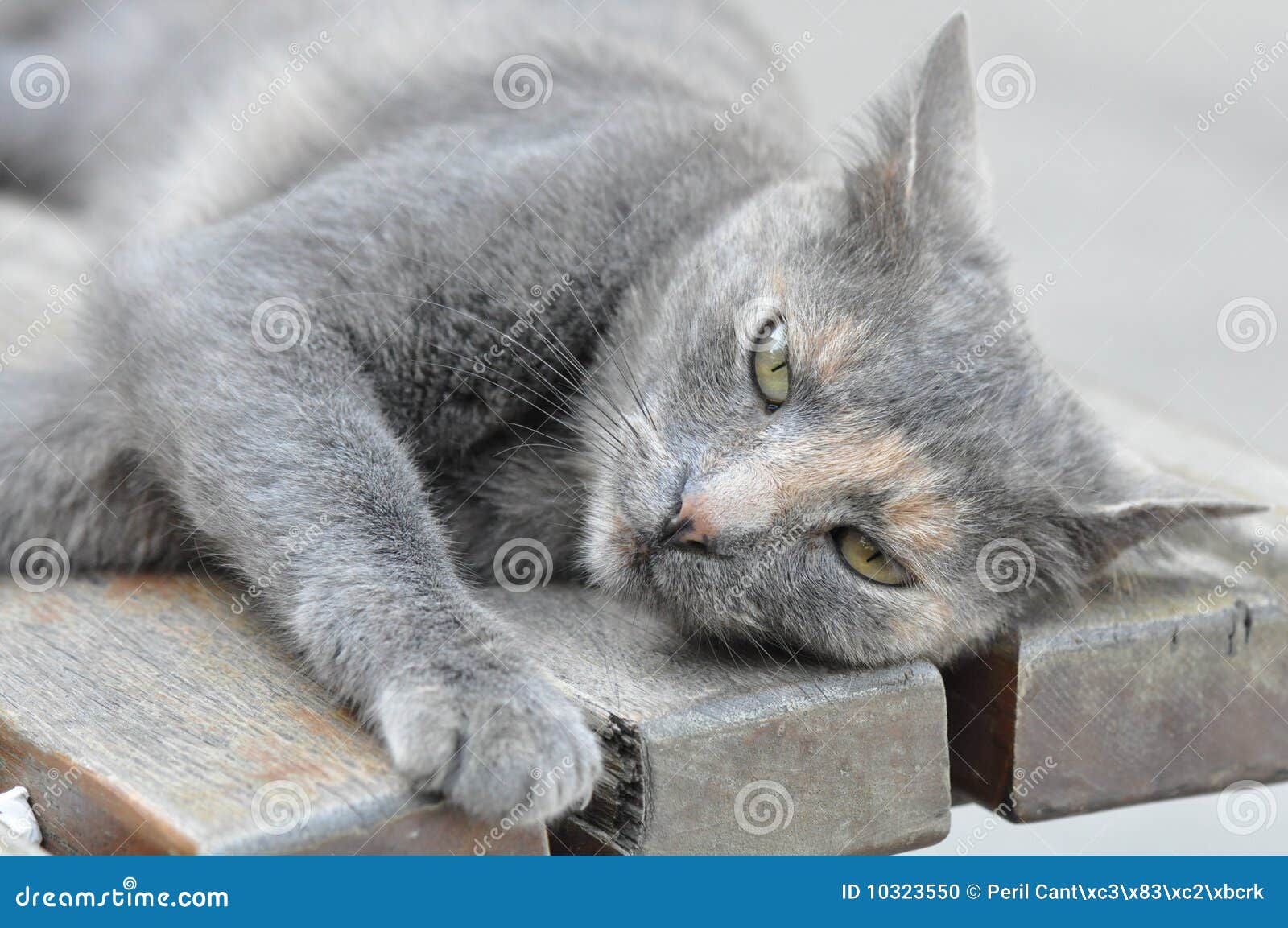 Cute Gray Bunny Rabbit Soft Toy With Mustard Yellow Background Royalty ...