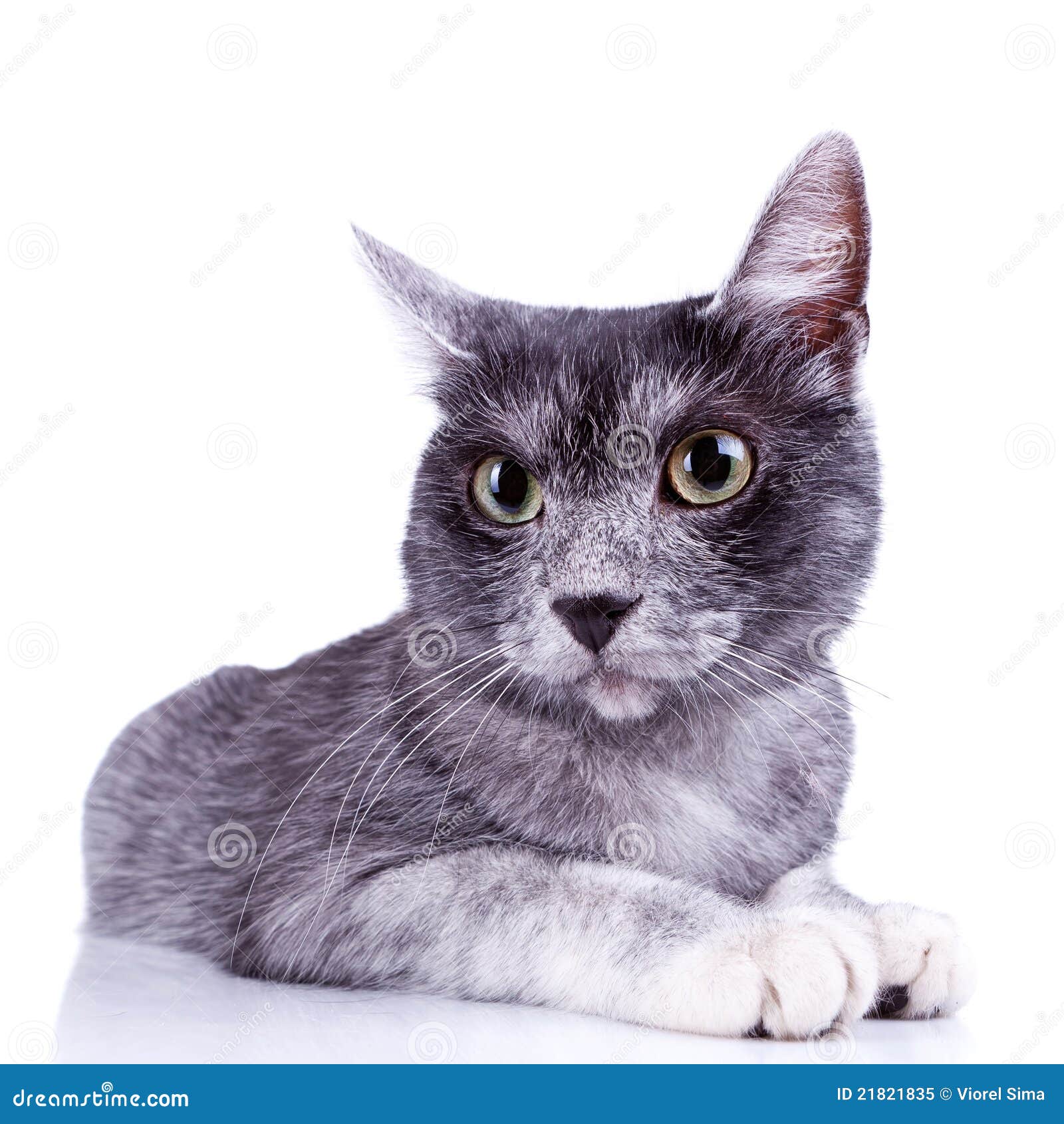 Cute gray cat stock image. Image of background, kitty - 21821835