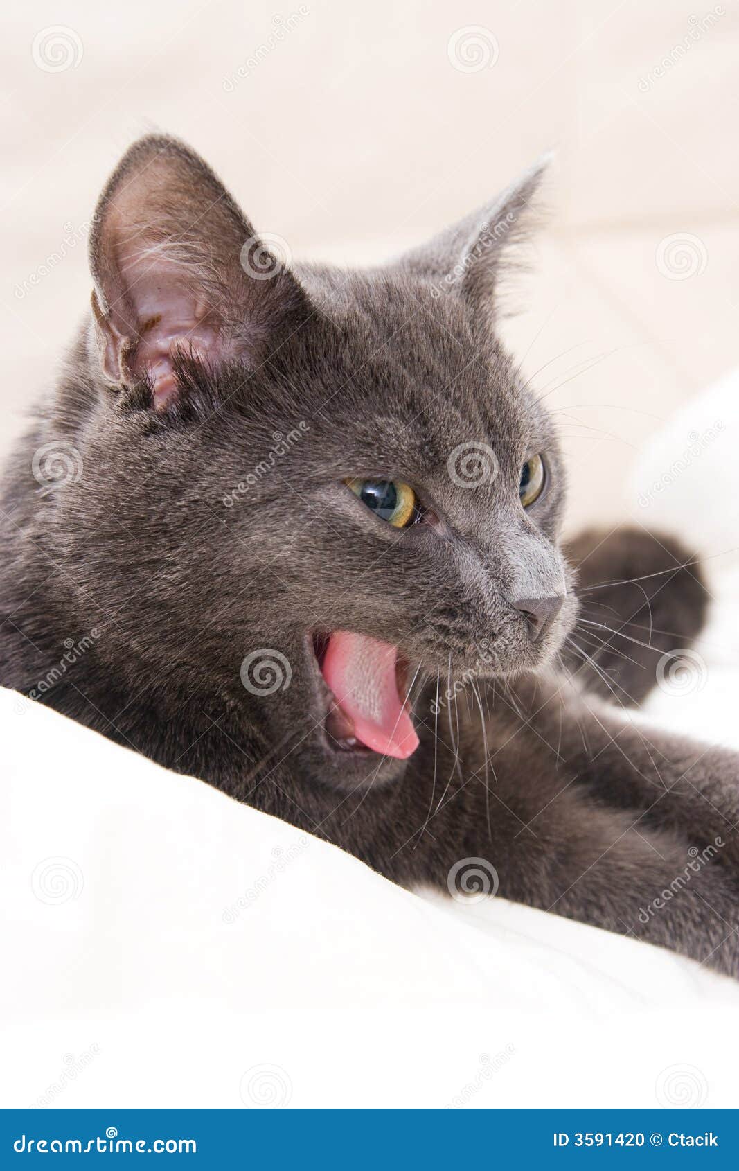 Cute gray cat stock photo. Image of sofa, relaxing, rest - 3591420