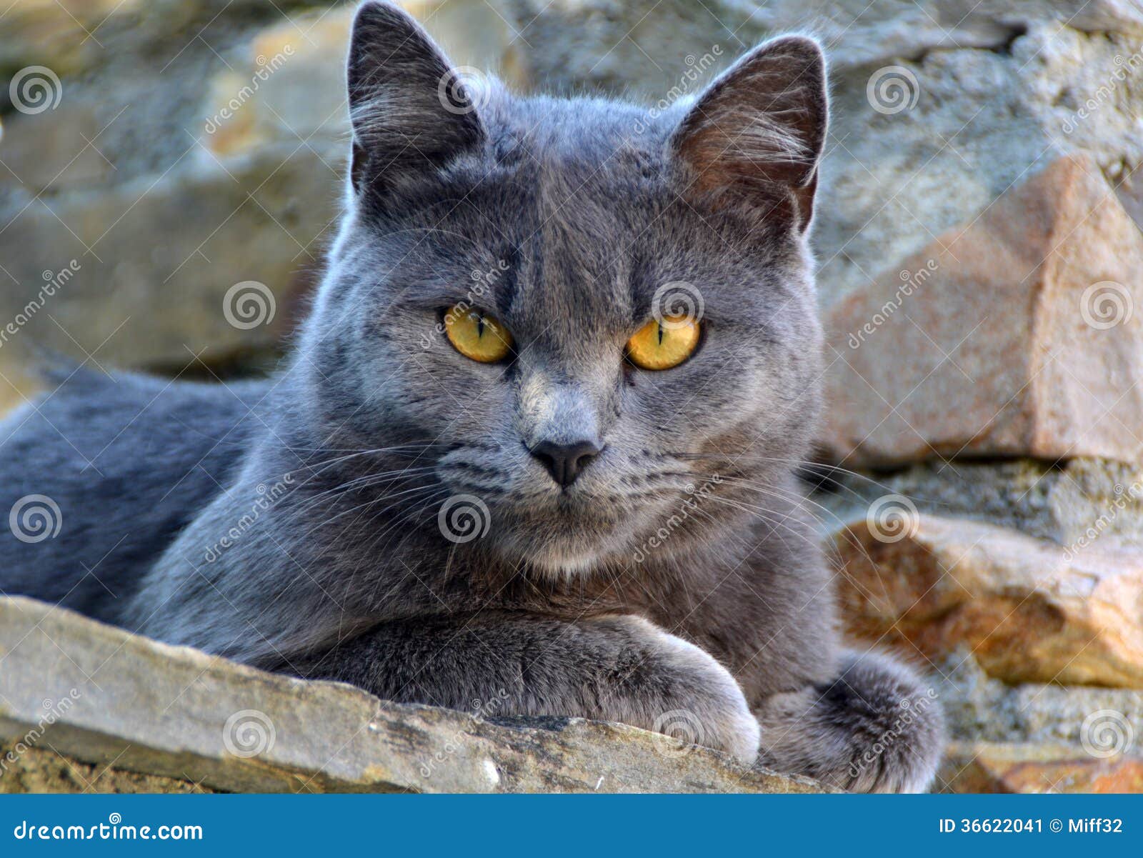 Cute gray cat stock image. Image of rest, hair, looking - 36622041