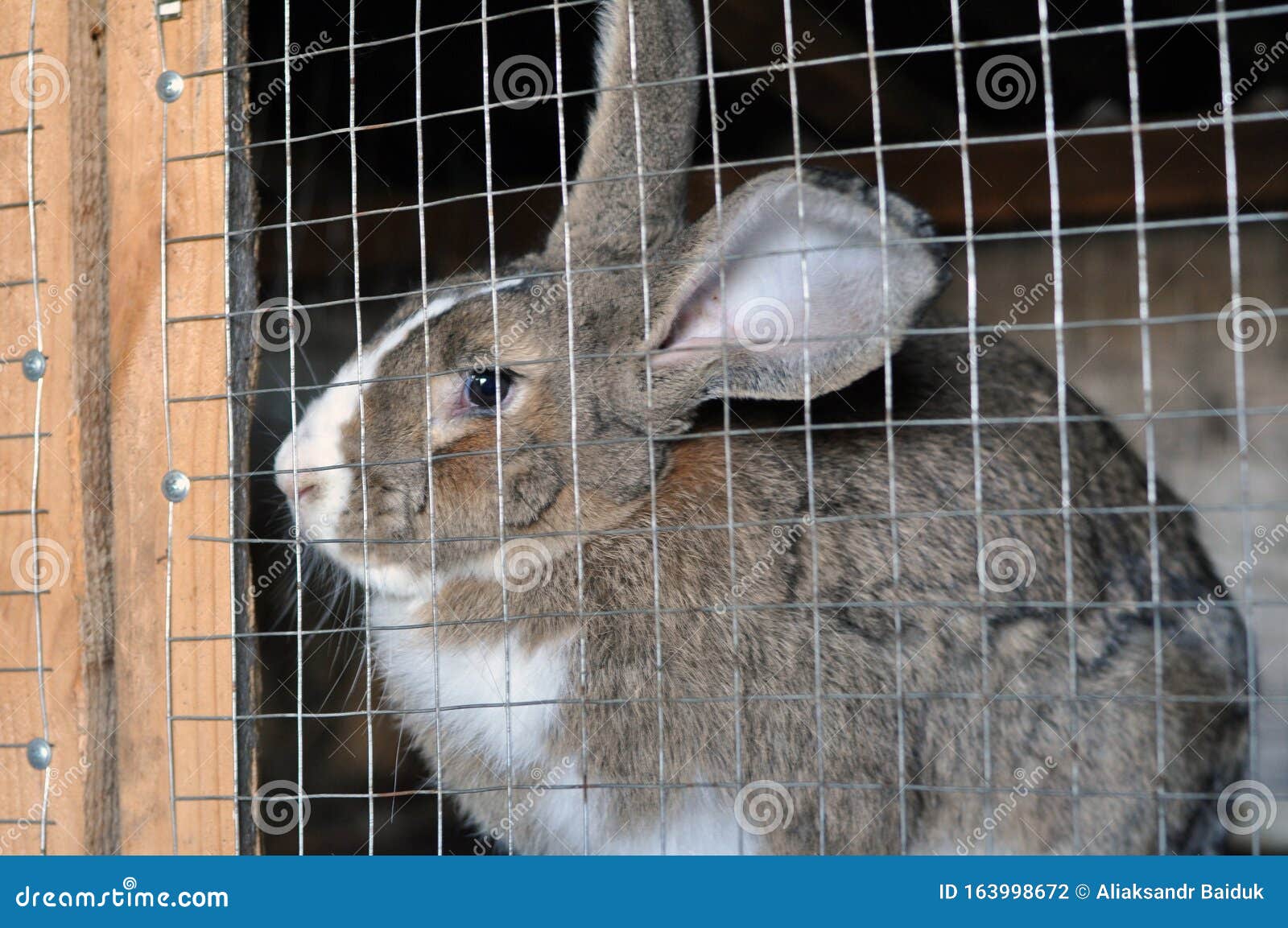 Cute Gray Domestic Rabbit in a Cage Stock Photo - Image of feed, farm ...