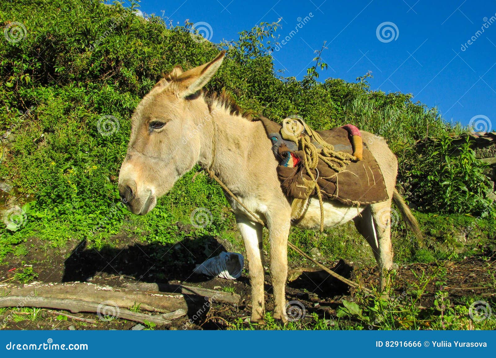 Cute Gray Donkey with Saddle Stock Photo - Image of foal, donkey: 82916666