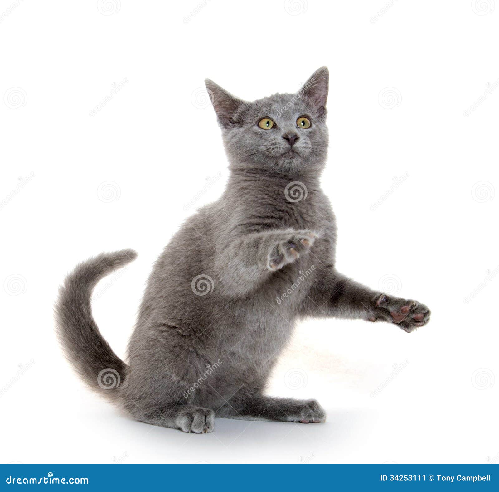 Cute gray kitten stock image. Image of mammal, baby, feline - 34253111
