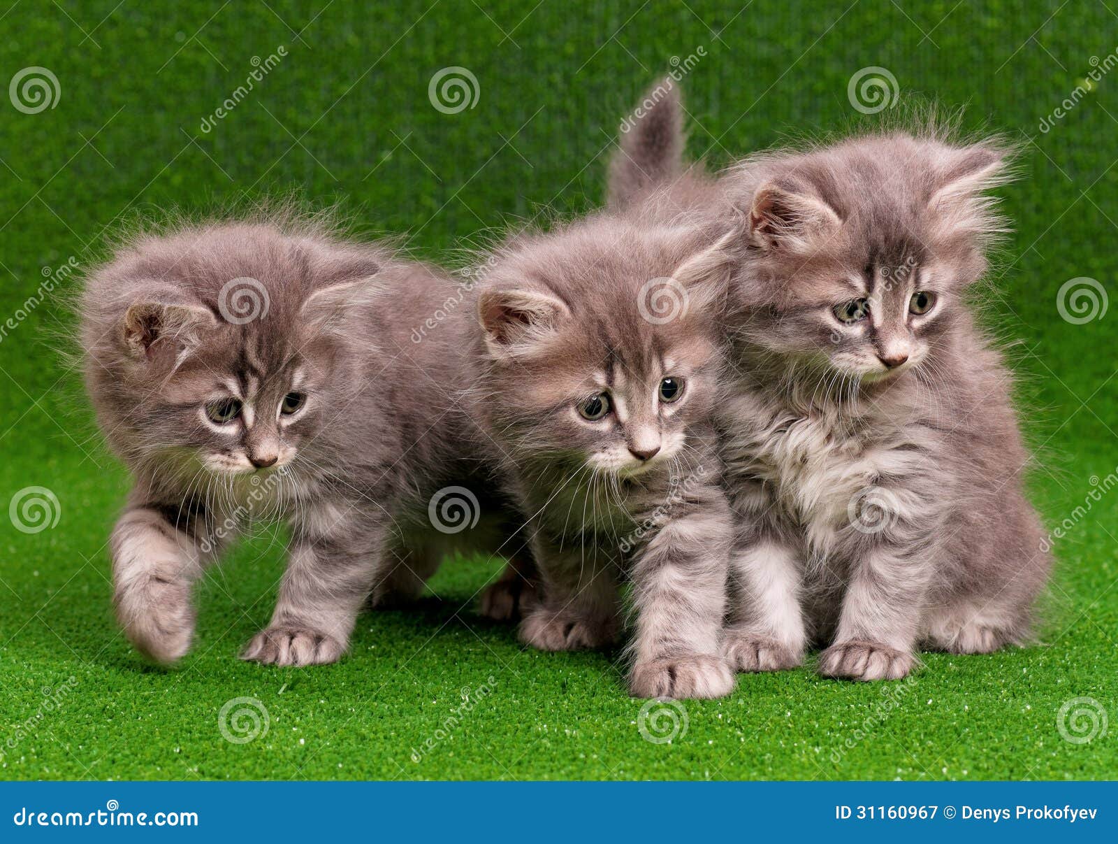 Cute gray kittens stock image. Image of carnivore, inquisitive - 31160967