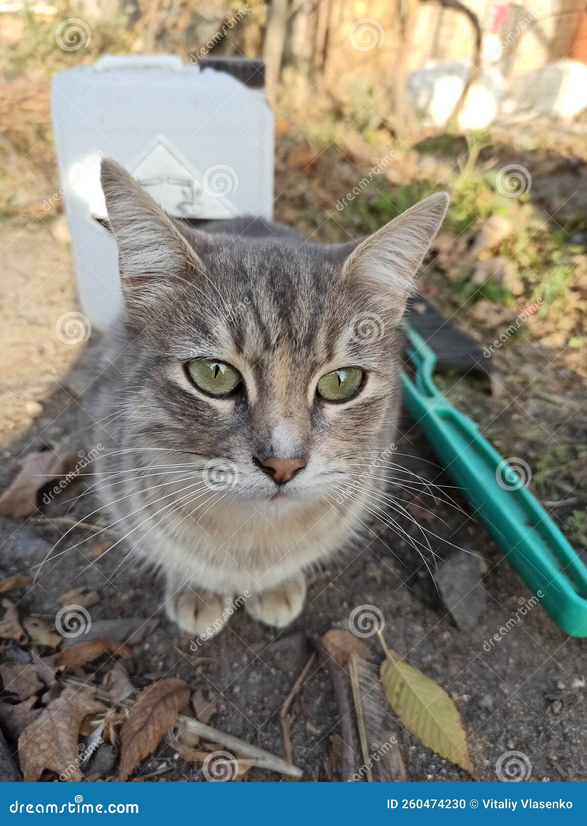 Cute Gray Kitty Basking in the Sun Stock Photo - Image of basking ...