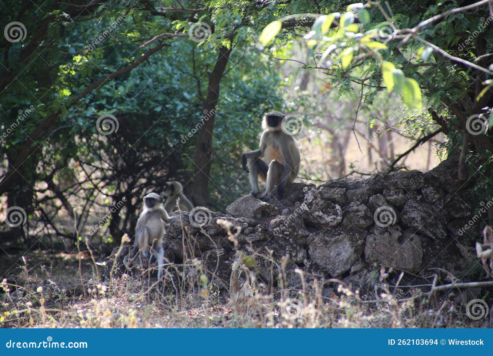 Gray Monkeys on Rocks in a Forest Stock Photo - Image of forest, trees ...