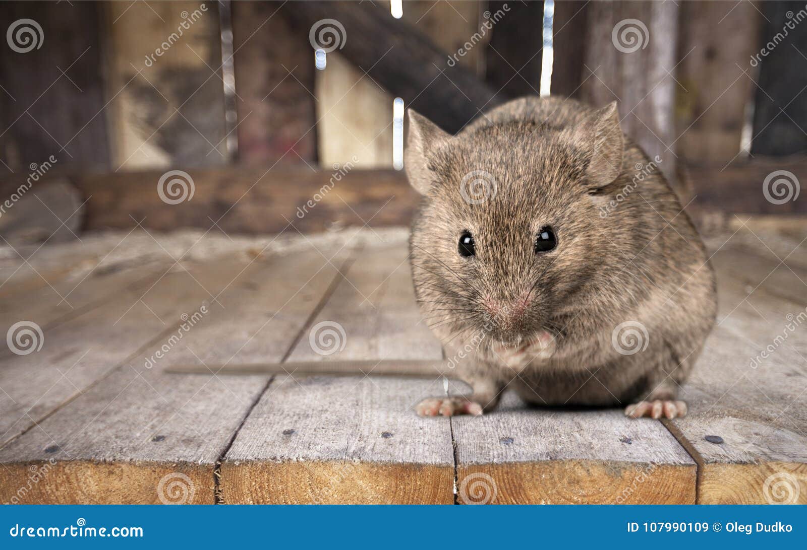Gray Small Cute Mouse on Wooden Background Stock Image - Image of ...