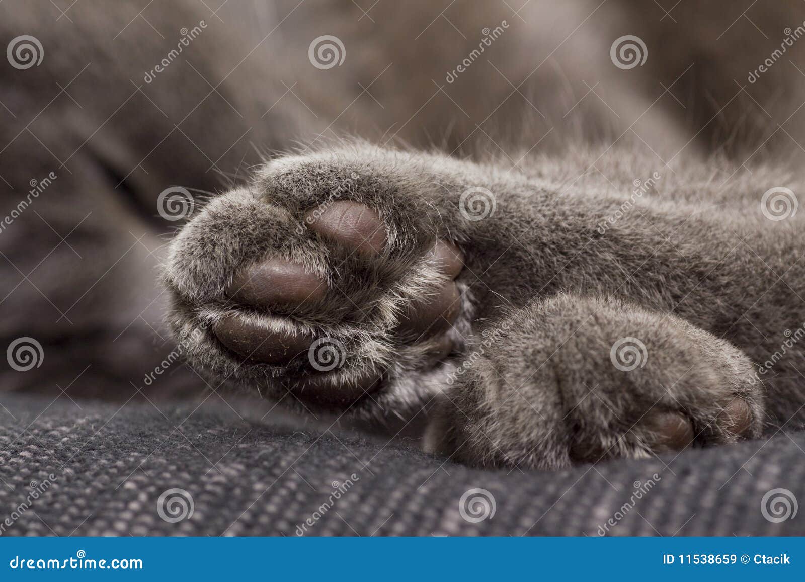 Cute gray paw stock image. Image of grey, adorable, russian - 11538659