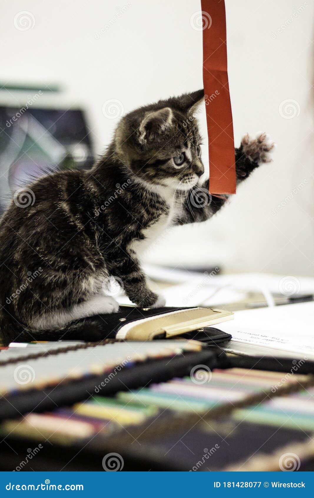 Cute Gray Pet Kitten Playing with a Red Ribbon Stock Image - Image of ...