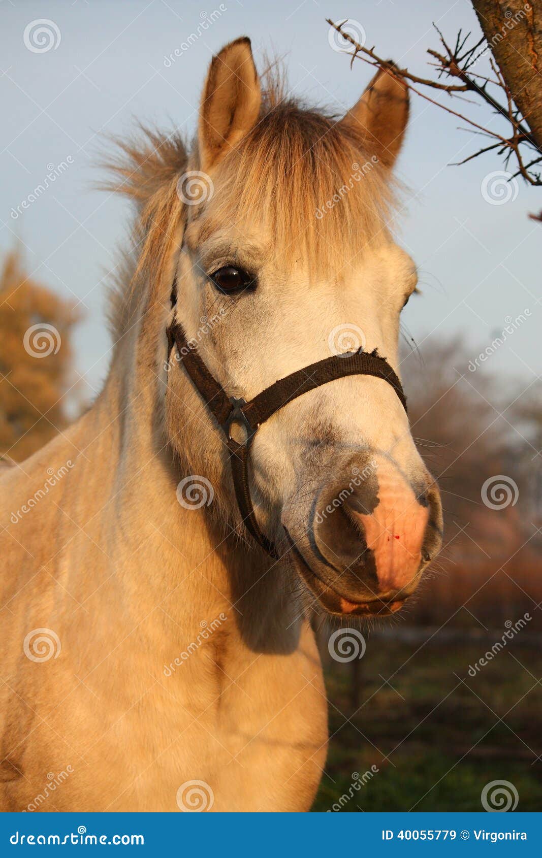 Cute Gray Pony Portrait in the Paddock Stock Image - Image of adorable ...