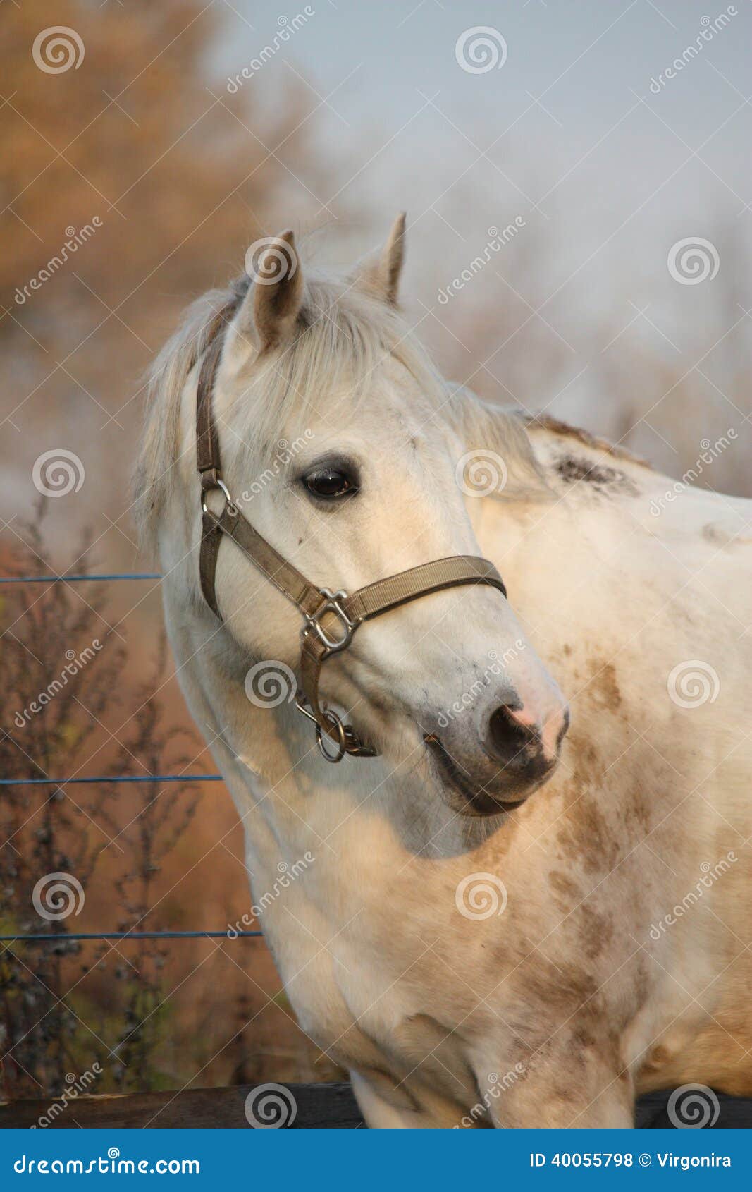 Cute Gray Pony Portrait in the Paddock Stock Photo - Image of cute ...