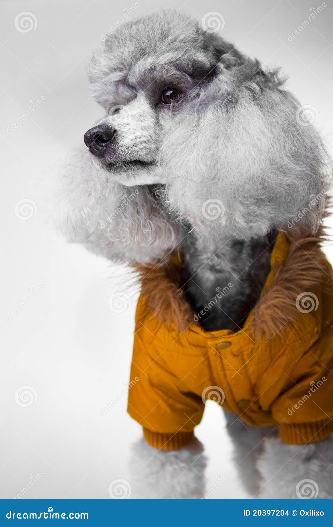 Cute Gray Poodle with Yellow Jacket on Grey Stock Photo - Image of ...