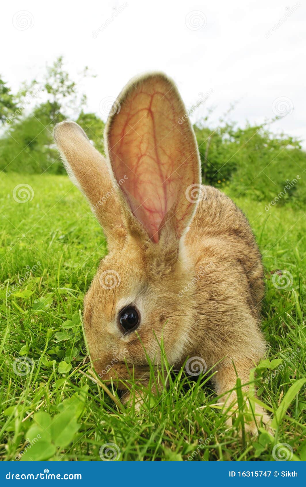 Cute Gray Rabbit stock image. Image of adorable, gray - 16315747