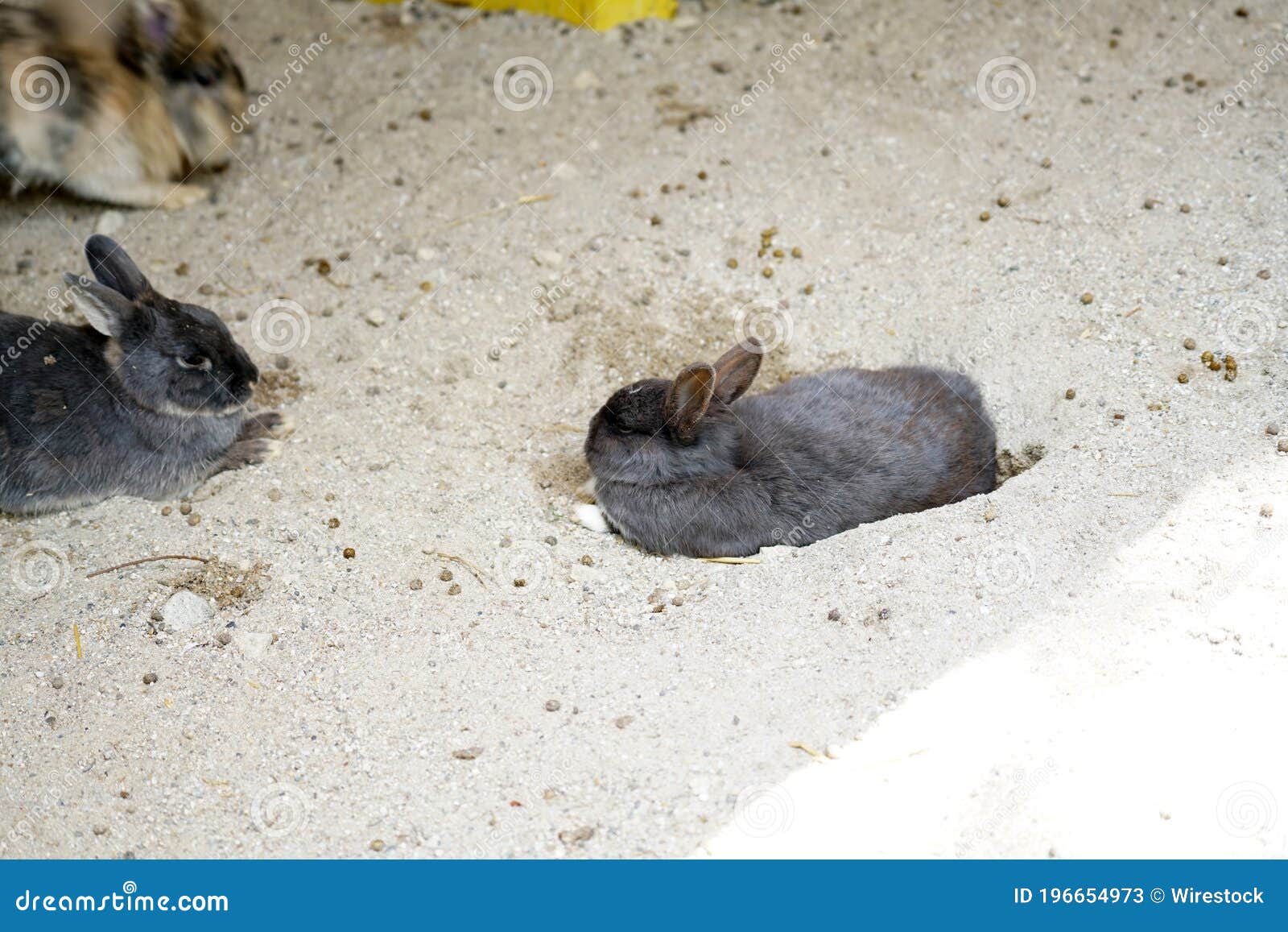Gray Rabbit Lying on the Ground Stock Image - Image of ears, gray ...