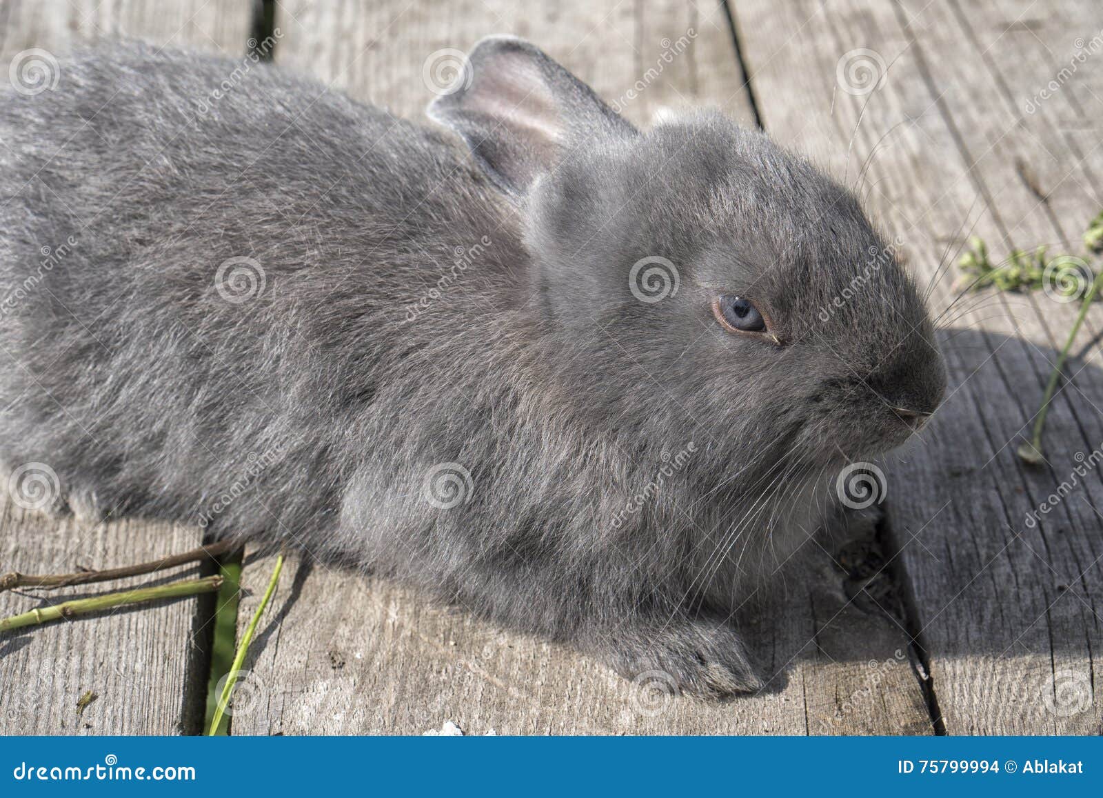 A cute gray rabbit stock photo. Image of livestock, grey - 75799994