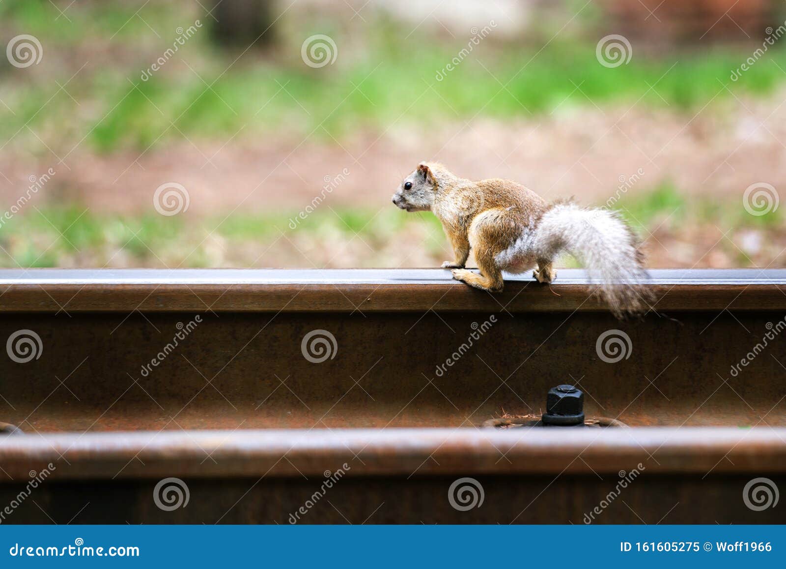 Cute Gray Squirrel Sitting on an Railway Rail Stock Image - Image of ...