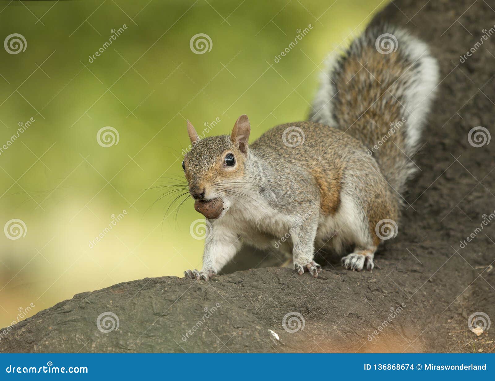 Gray Squirrel Sitting on a Tree Root Holding a Chesnut in Its Mouth ...