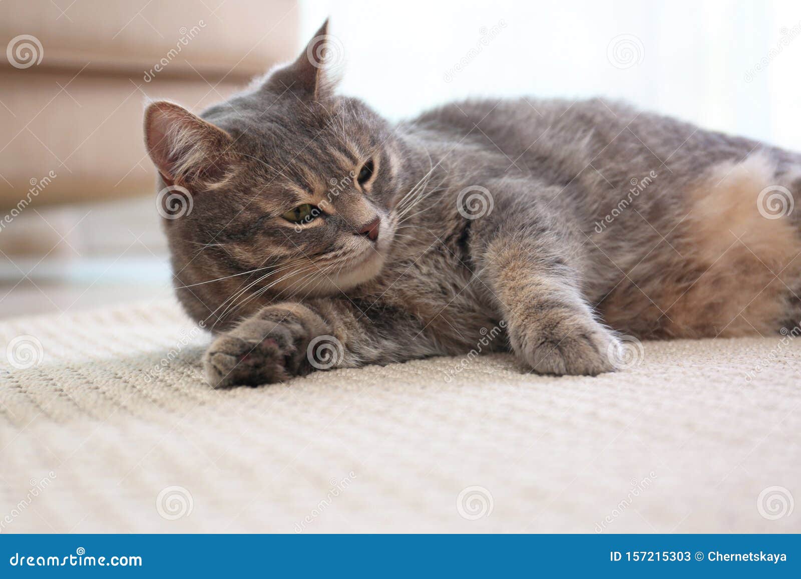 20,925 Tabby Cat Indoors Stock Photos - Free & Royalty-Free Stock ...