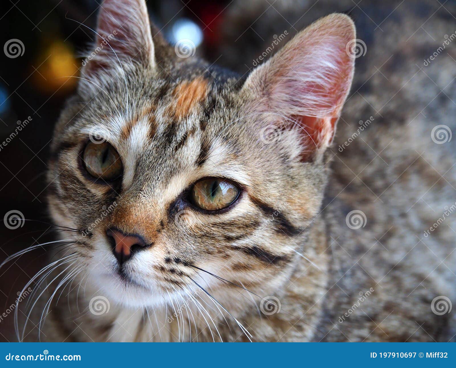 Cute Gray and White Female Cat Stock Image - Image of face, feline ...