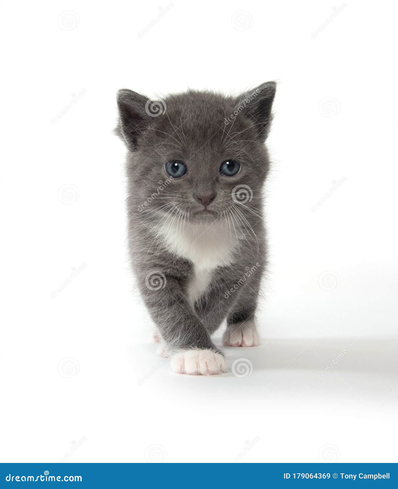 Cute gray and white kitten stock image. Image of grey - 179064369
