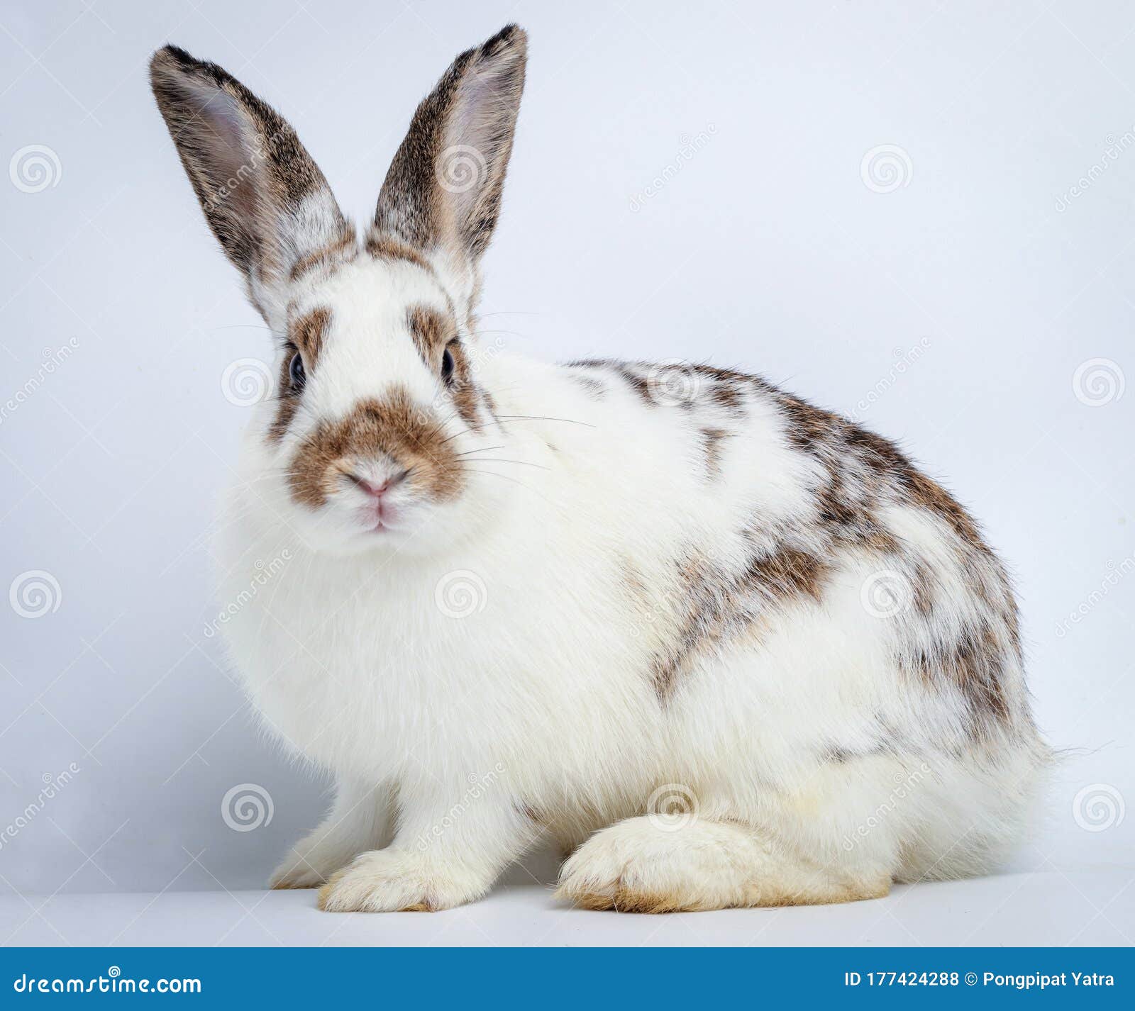 2,253 White Rabbit Long Ears Photos - Free & Royalty-Free Stock Photos ...