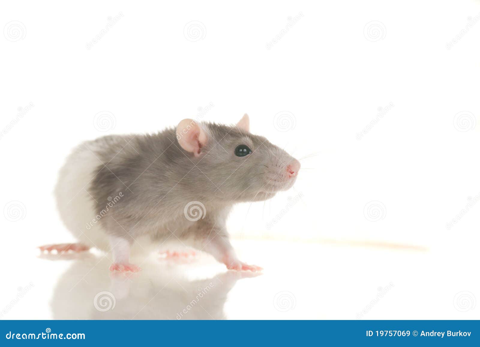 Cute Gray and White Young Home Rat Sit on White Stock Image - Image of ...