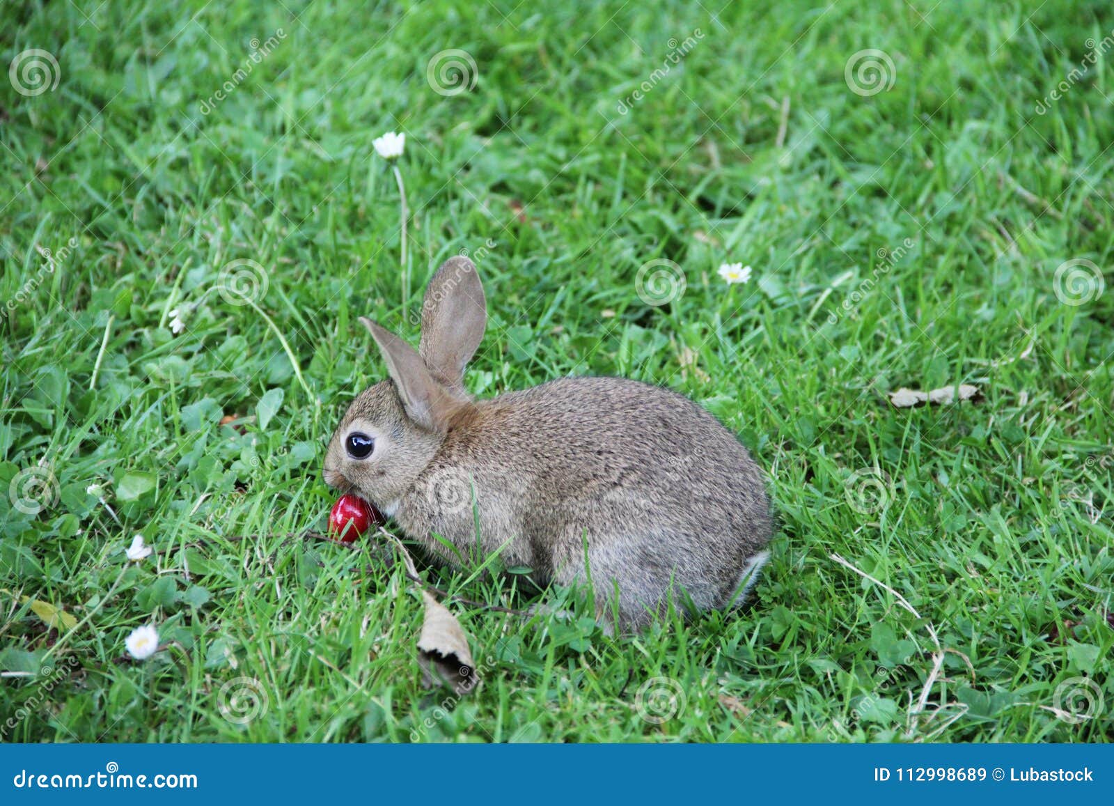 Baby rabbit in grass stock image. Image of green, eating - 112998689