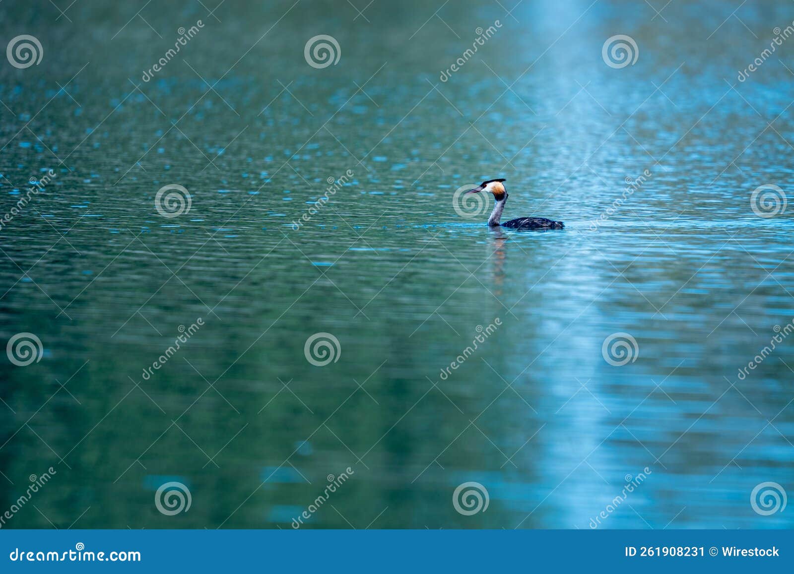Cute Great Crested Grebe Swimming in a Lake during the Daytime Stock ...