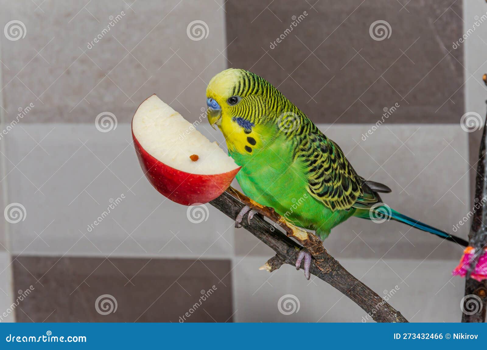 Cute Green Budgerigar Eating an Apple while Sitting on a Branch Stock ...
