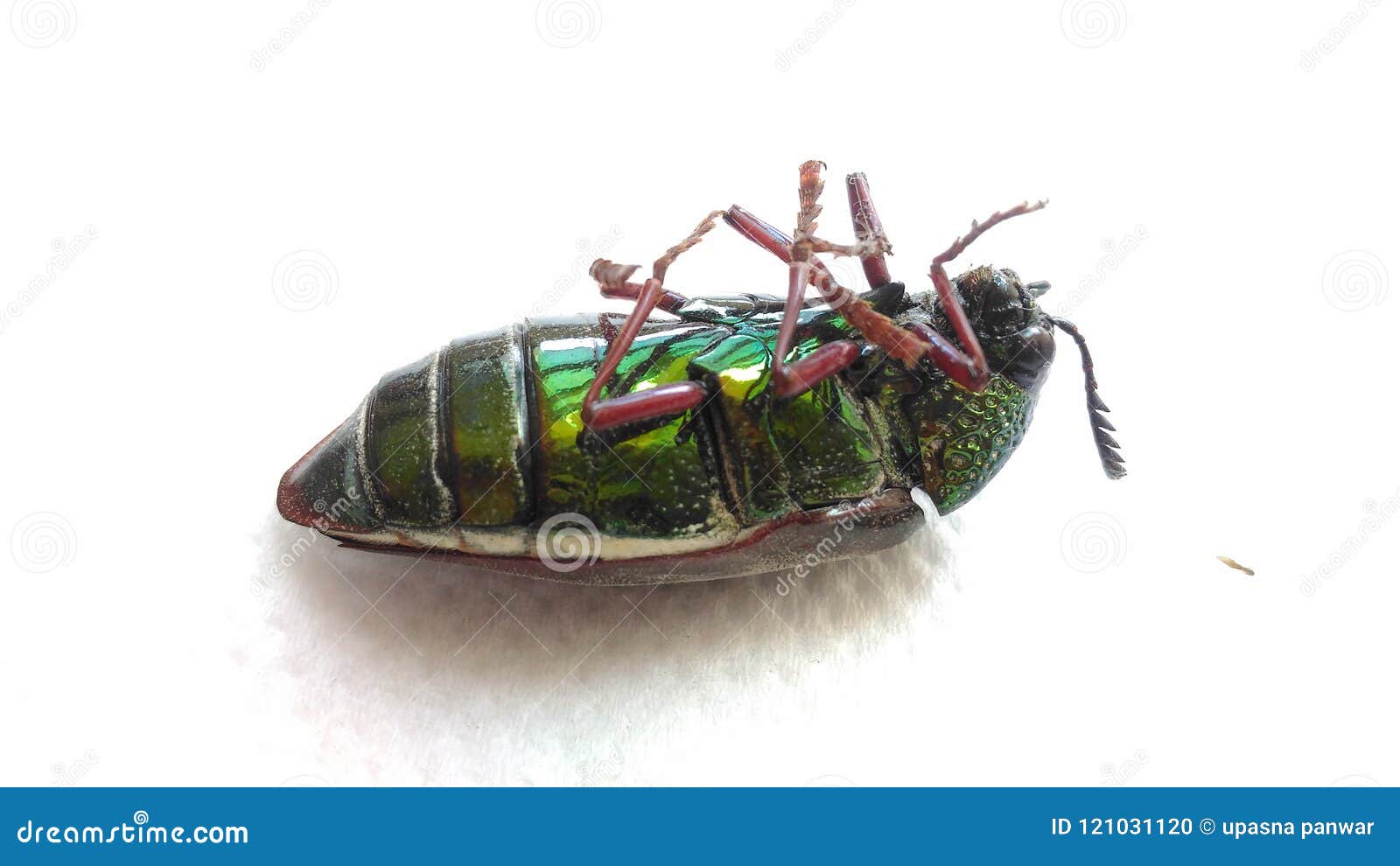 Cute green bug stock photo. Image of green, little, cute - 121031120