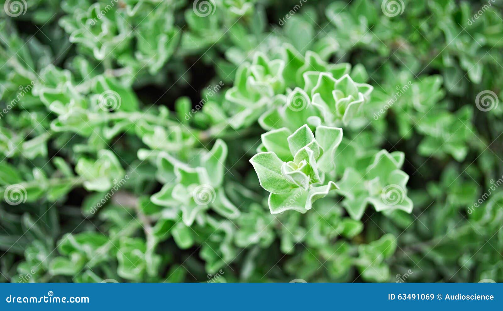 Cute Green Flower Leaves Background Stock Image - Image of charming ...
