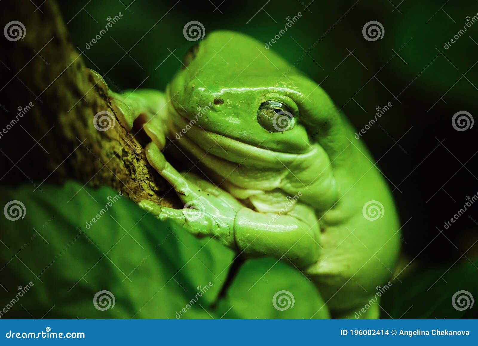 Cute Green Frog in the Aquarium Macro Stock Photo - Image of wild, frog ...