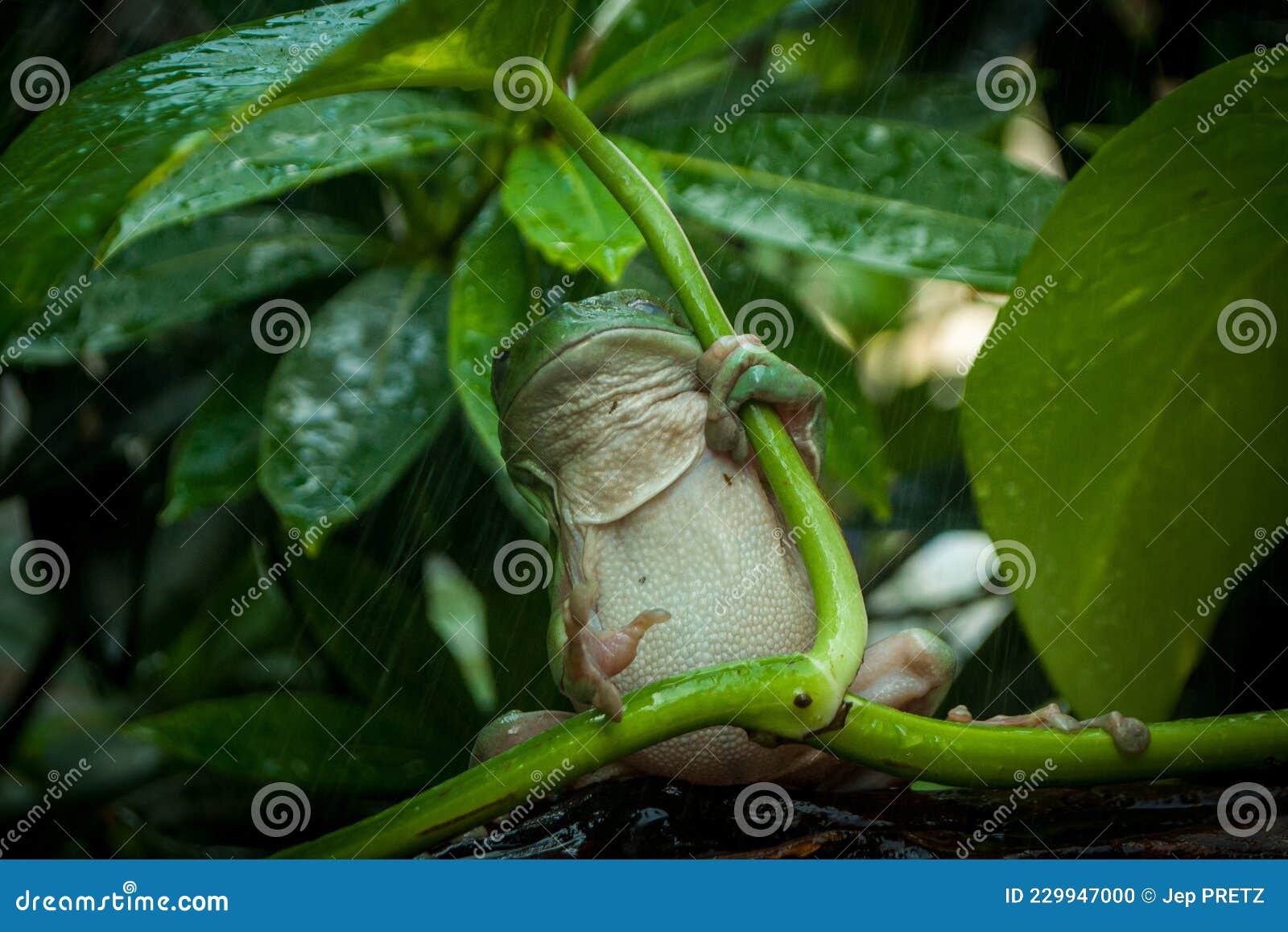 A Cute Green Frog Sheltering Under the Leaf Stock Photo - Image of ...