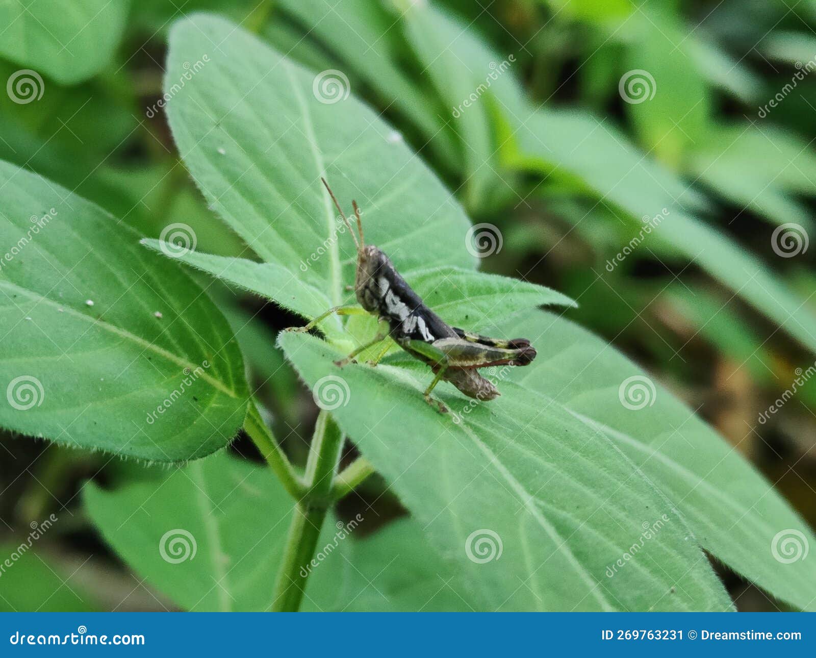 Cute green grasshopper stock image. Image of wildlife - 269763231