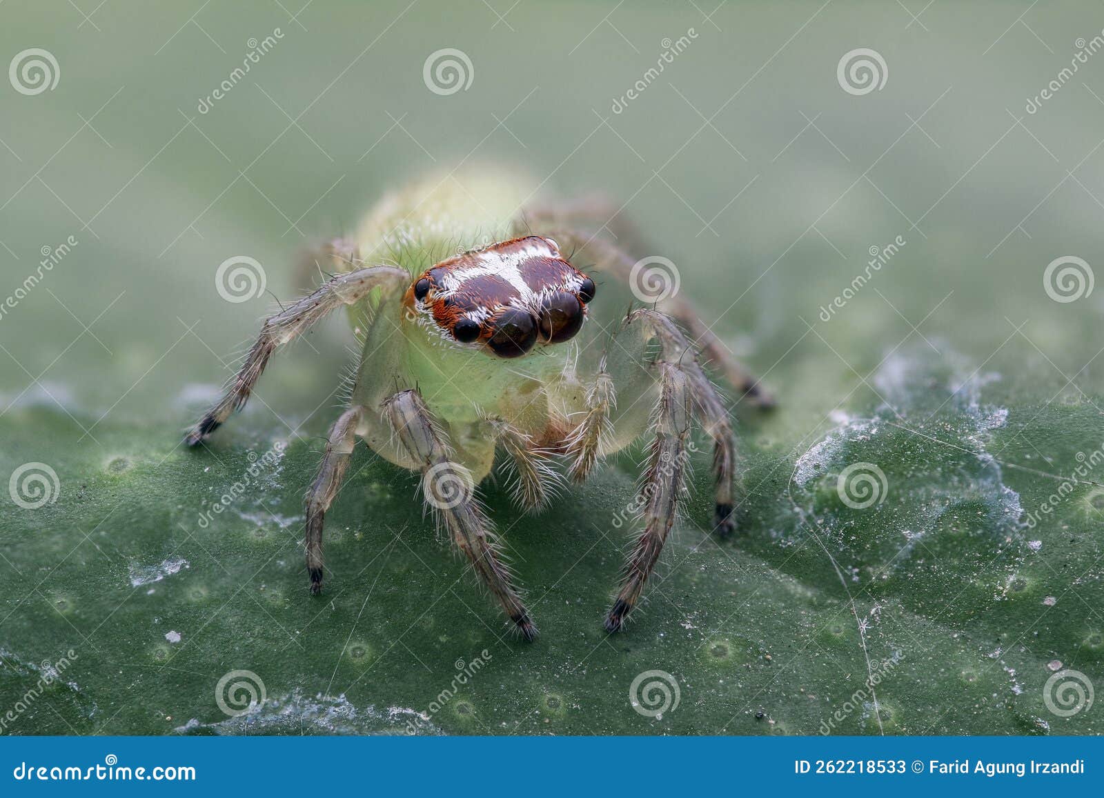 Cute Green Jumping Spider on the Leaf Stock Image - Image of wildlife ...