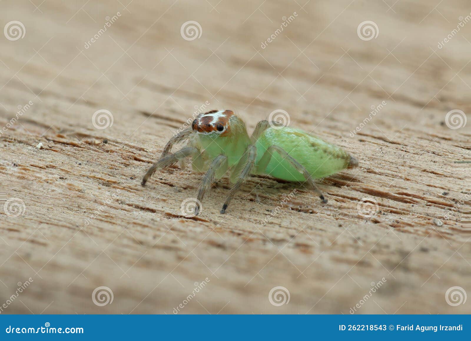 Cute Green Jumping Spider on the Tree Stock Image - Image of tree, wing ...