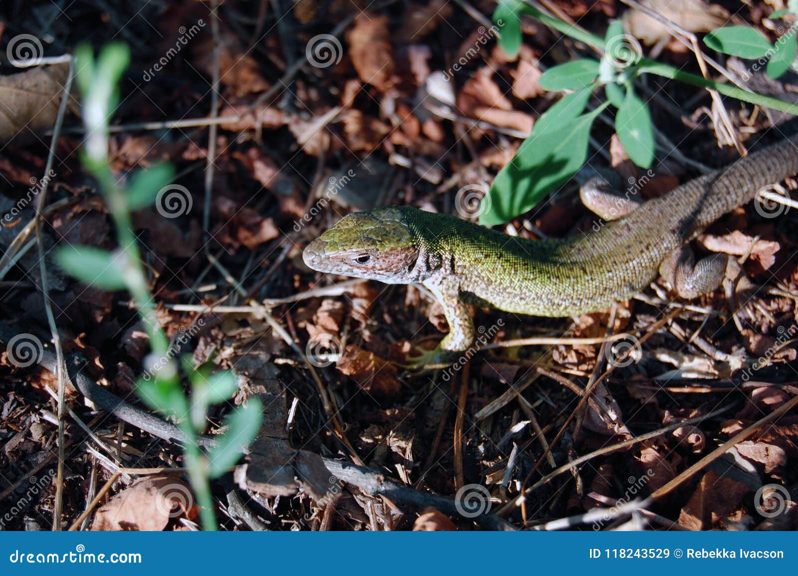 Green Lizard on the Ground Top View Stock Image - Image of nature ...