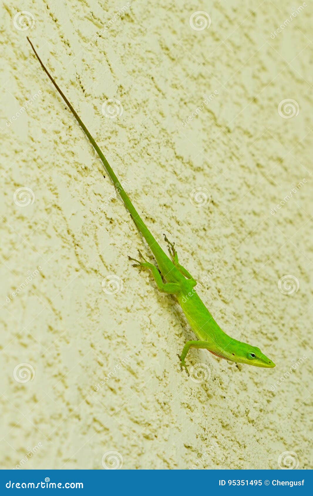 Cute green lizard stock image. Image of ascended, crawl - 95351495