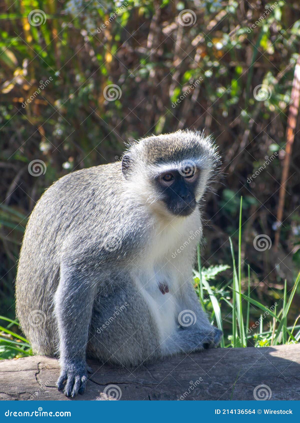 Cute Green Monkey Sitting on a Log in Its Natural Habitat Stock Photo ...
