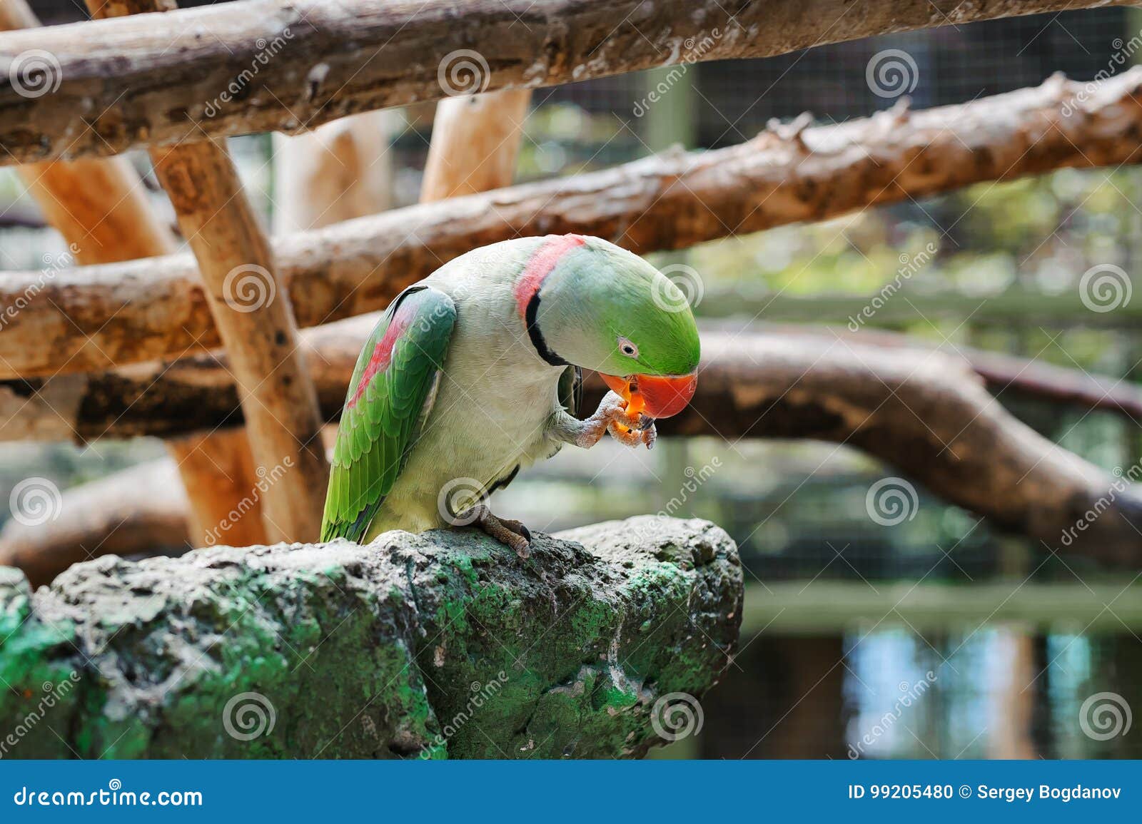 Cute green parrot stock photo. Image of colorful, natural - 99205480