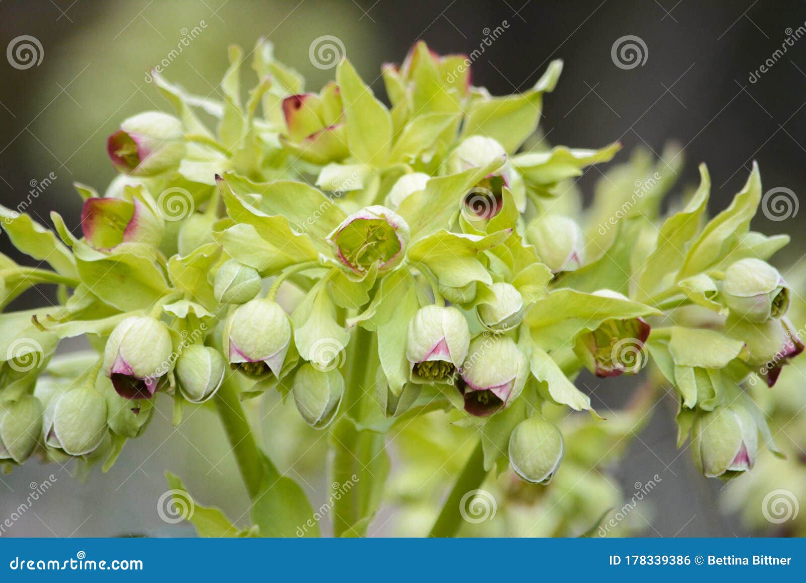 Cute green spring flowers stock photo. Image of yellow - 178339386