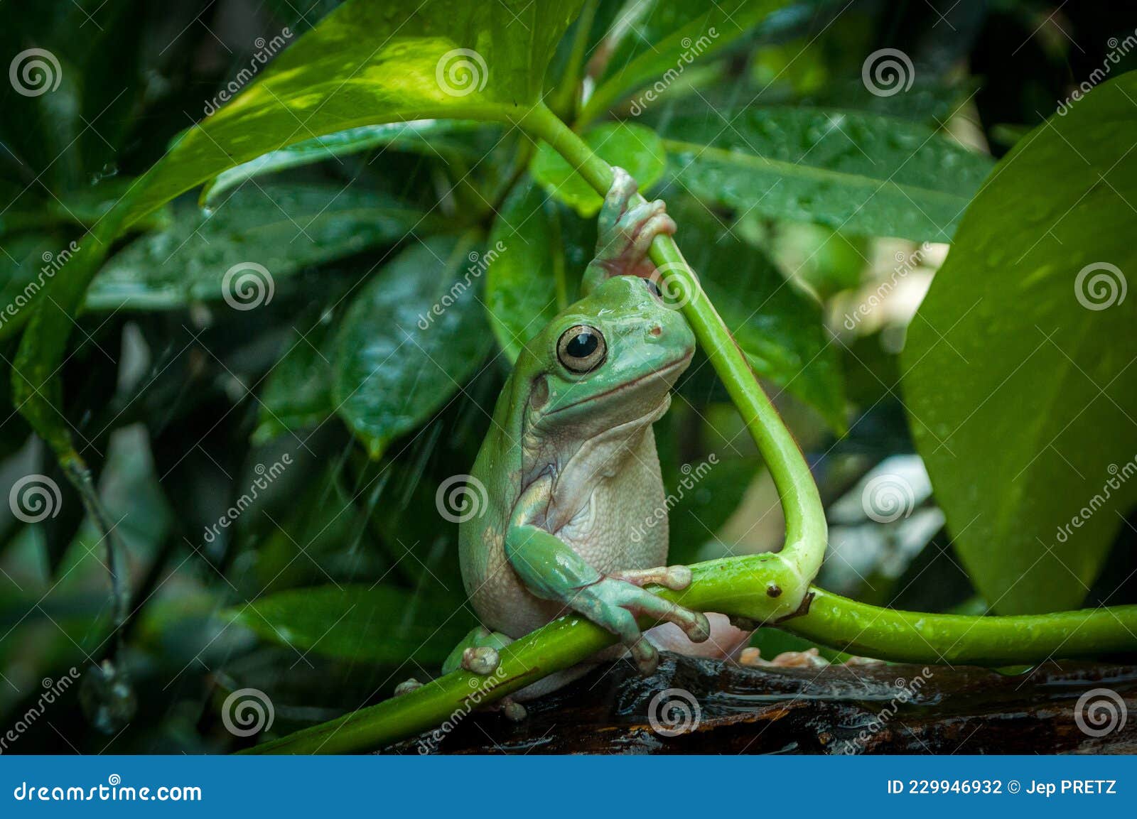 A Cute Green Tree Frog Sheltering from the Rain Under the Tree Leaves ...