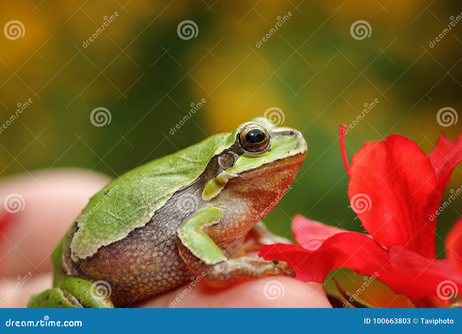 Cute Green Tree Frog in Spring Setting Stock Image - Image of close ...