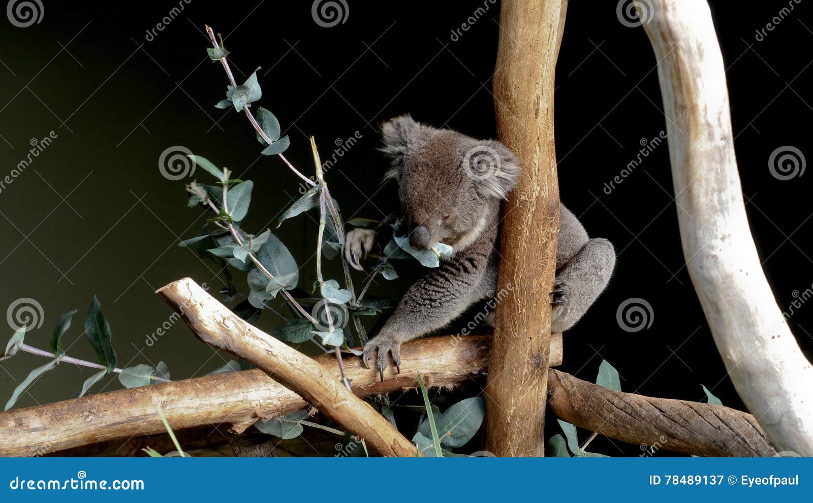 Cute grey Australian koala stock image. Image of endangered - 78489137