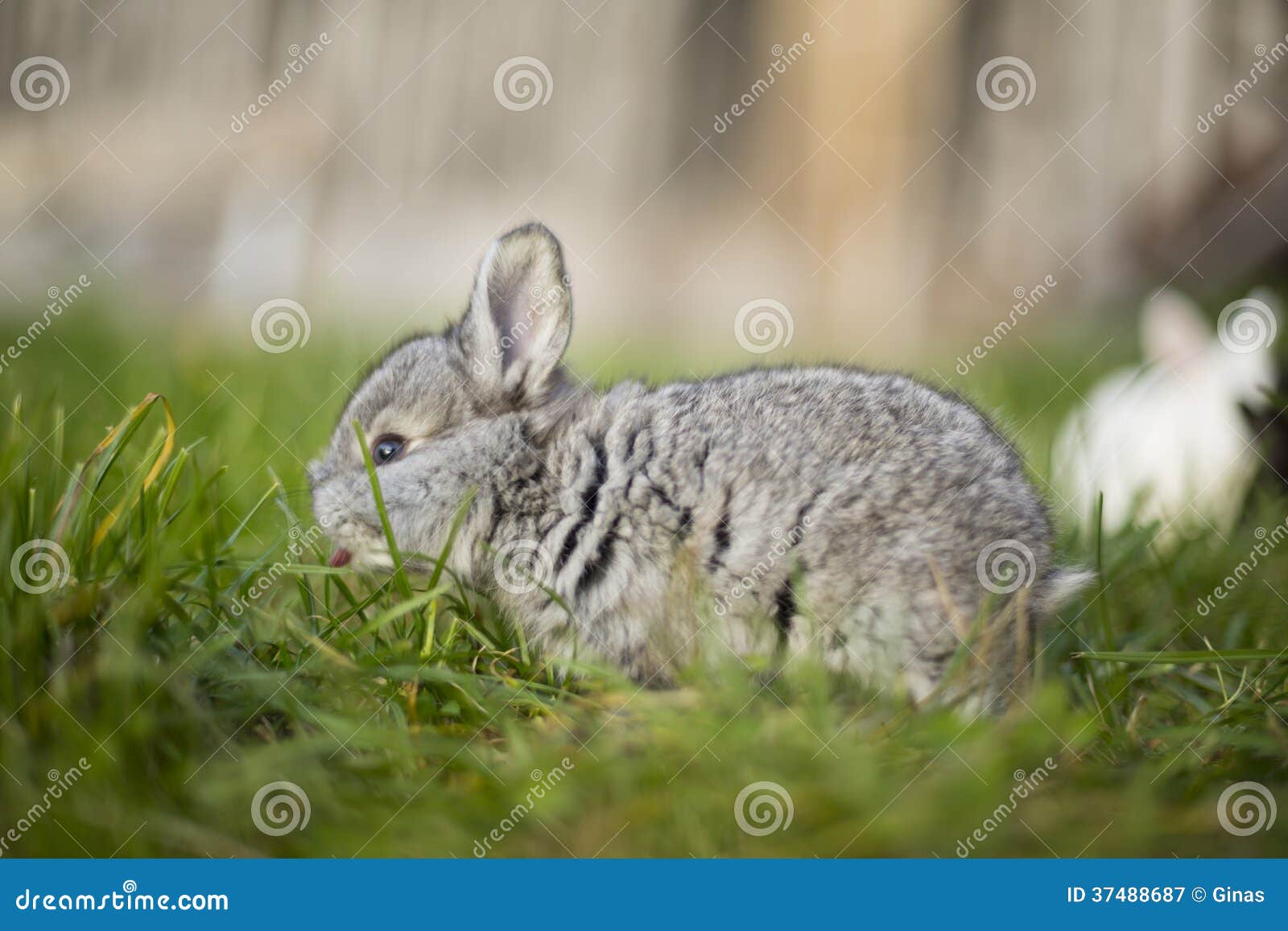Cute grey bunny stock image. Image of farm, event, easter - 37488687