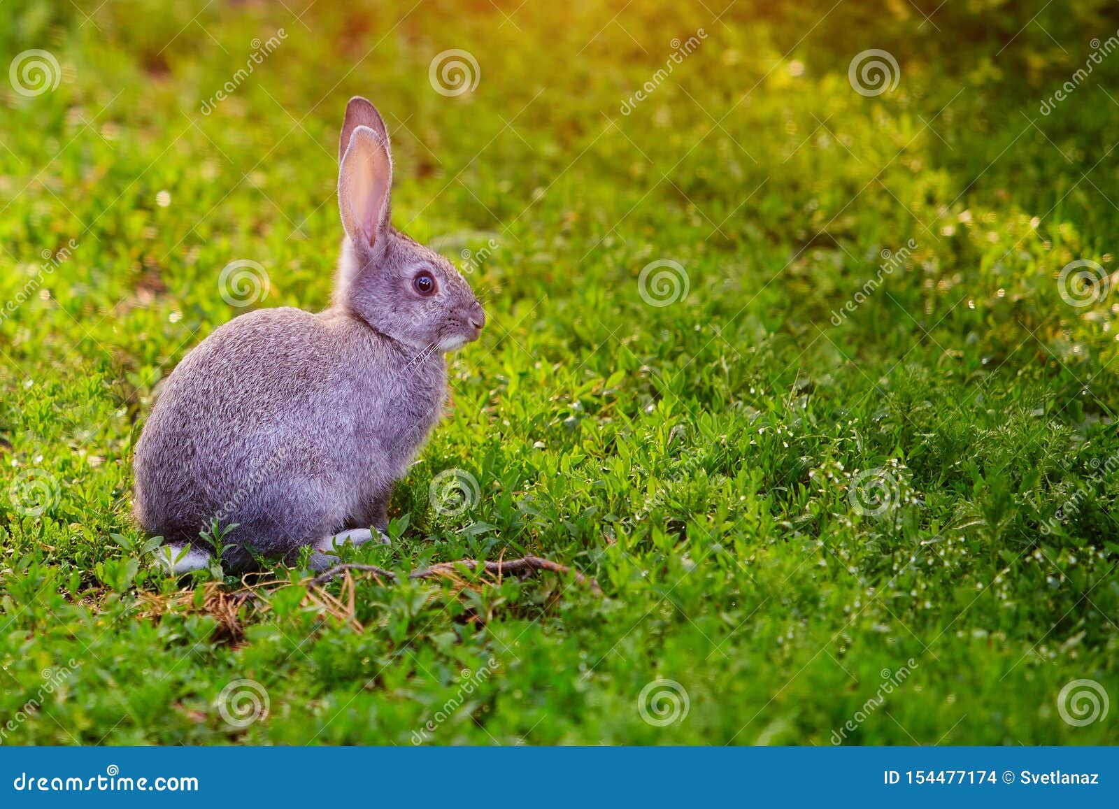 Cute Grey Bunny Sitting in the Grass Stock Photo - Image of brown ...